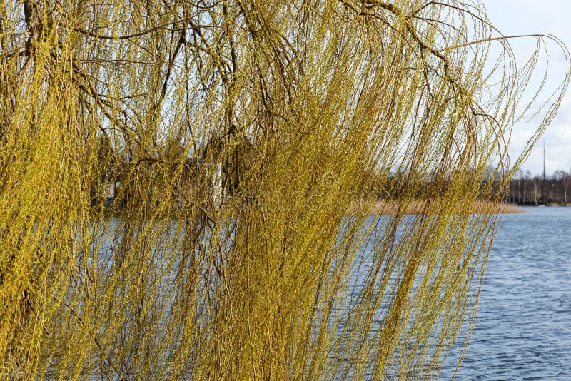 Branches of Weeping Willow in the Park Stock Photo - Image of leaf ...