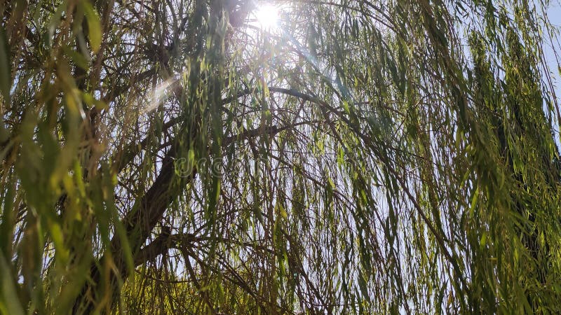 The Branches of the Weeping Willow Sway in the Wind Stock Image - Image ...