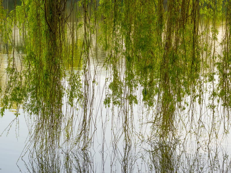 Branches of Weeping Willow Touching Water Surface in Spring Stock Photo ...