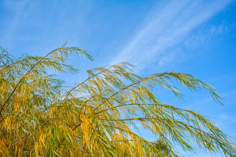 Branches of Weeping Willow Tree Falling Down in Park Stock Image ...