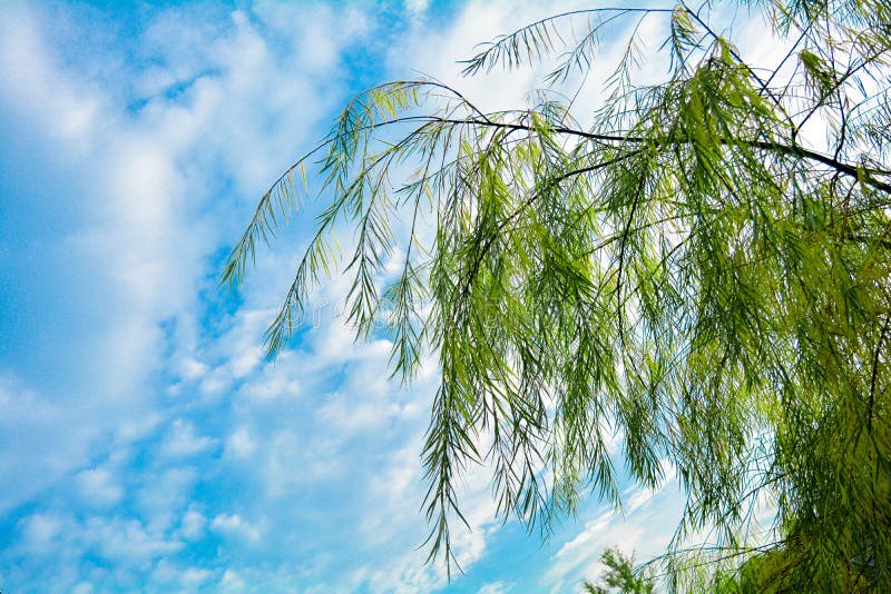 Branches of Weeping Willow Tree Falling Down in Park on Blue Sky Stock ...