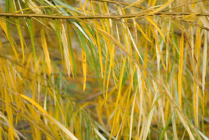 Branches of Weeping Willow Tree Falling Down in Park Stock Photo ...