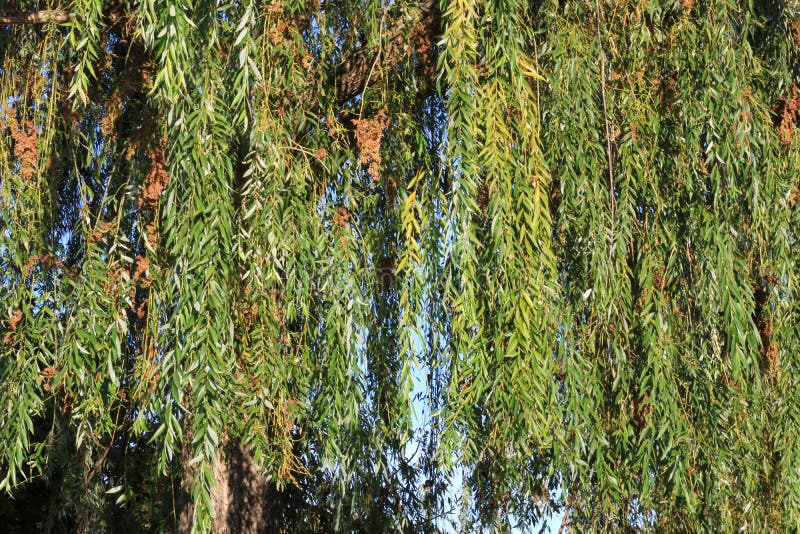 Branches of a Weeping Willow Tree Hanging Stock Image - Image of leaf ...