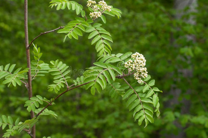 Branches with White Buds of a Rowan Ash Stock Image - Image of plant ...