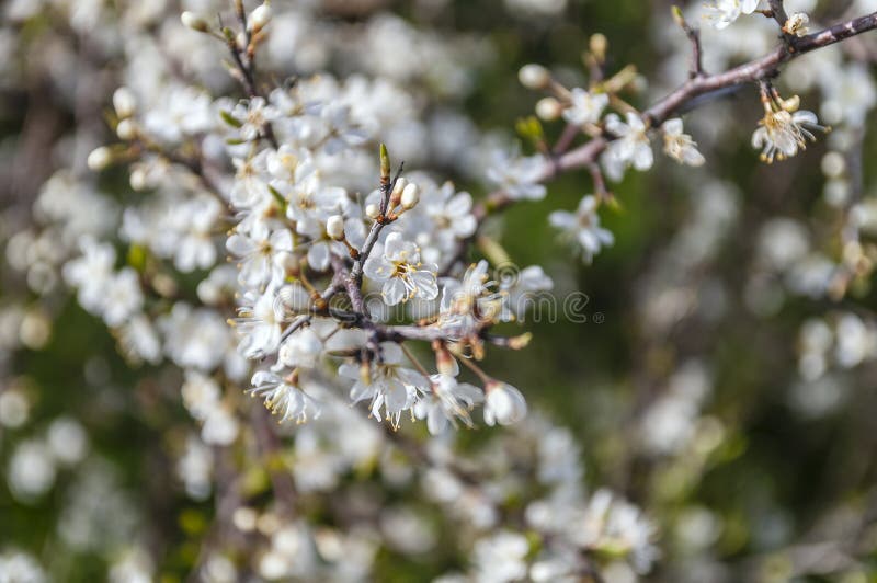 Branches with White Flowers Stock Image - Image of macro, little: 111009975