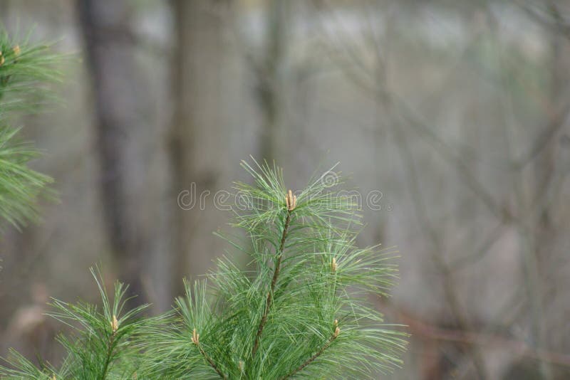 Branches of White Pine Leaves Stock Photo - Image of plant, isolated ...