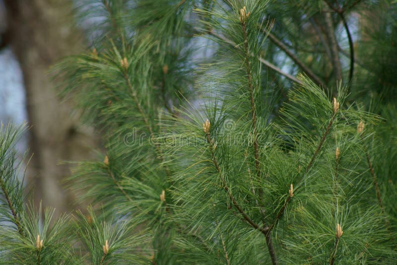 Branches of White Pine Leaves Stock Photo - Image of natural, season ...