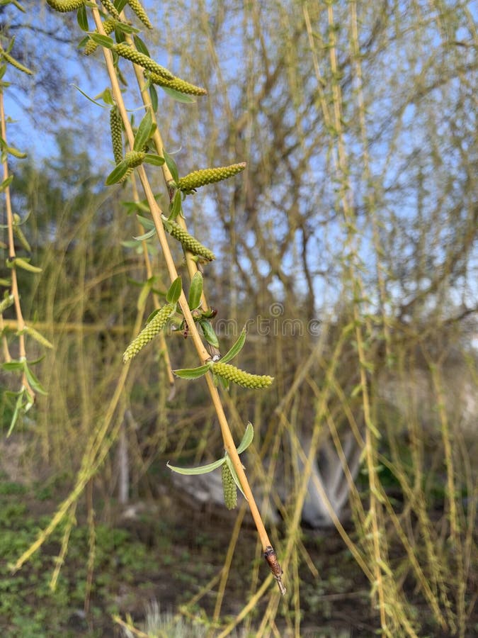 Babylon Willow or Weeping Willow Tree with Light Green Pendulous ...