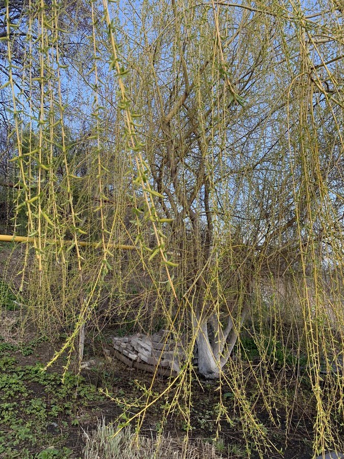 Babylon Willow or Weeping Willow Tree with Light Green Pendulous ...
