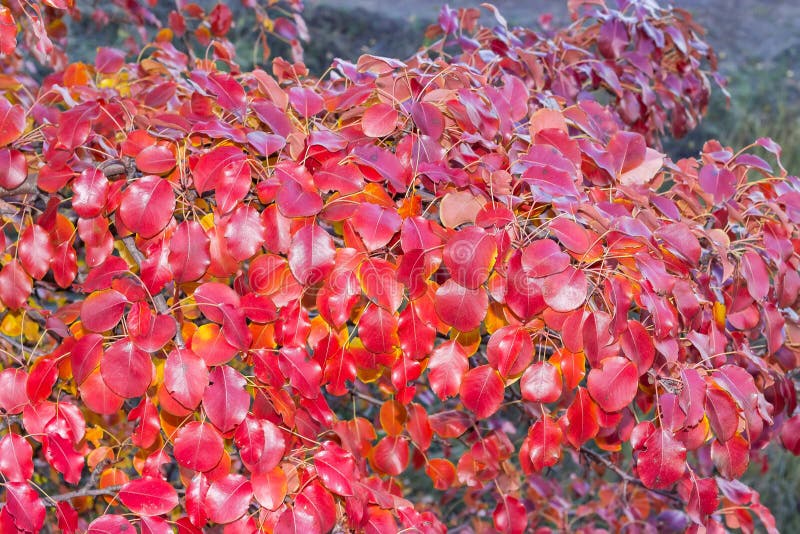 Branches of the Wild Pear with Autumn Leaves Stock Photo - Image of ...