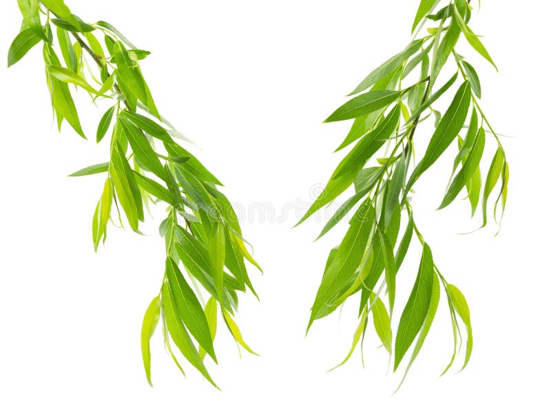 Branches of Willow with Green Leaves are Isolated on White Background ...