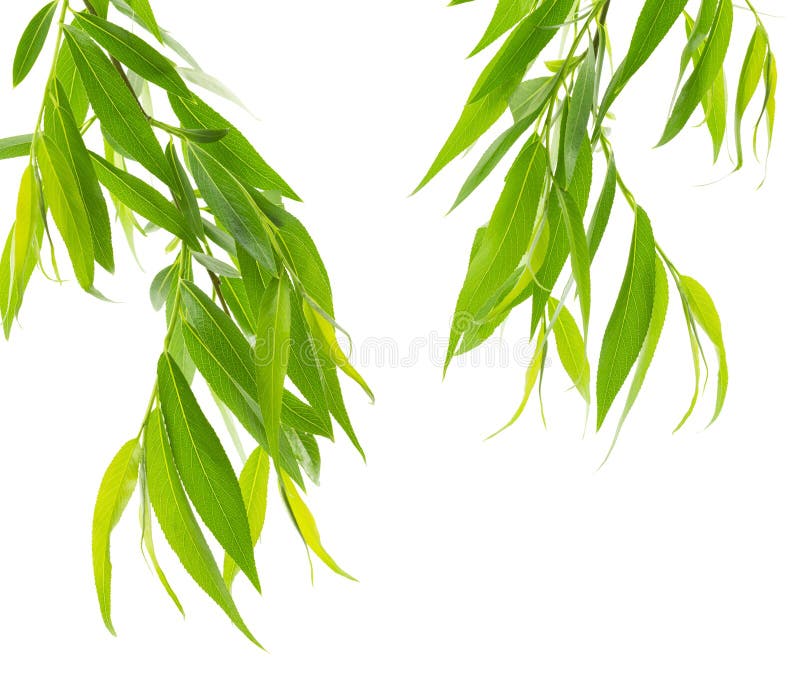 Branches of Willow with Green Leaves are Isolated on White Background. Spring Foliage. Willow ...