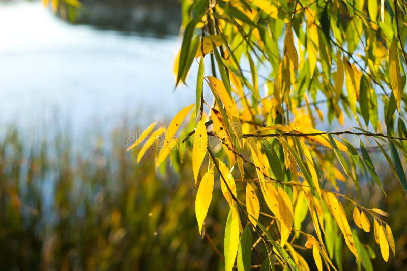 Branches of Willow Tree Above River Stock Image - Image of frail, river ...