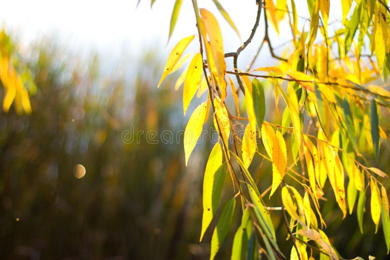 Branches of Willow Tree Above River Stock Photo - Image of thatch ...