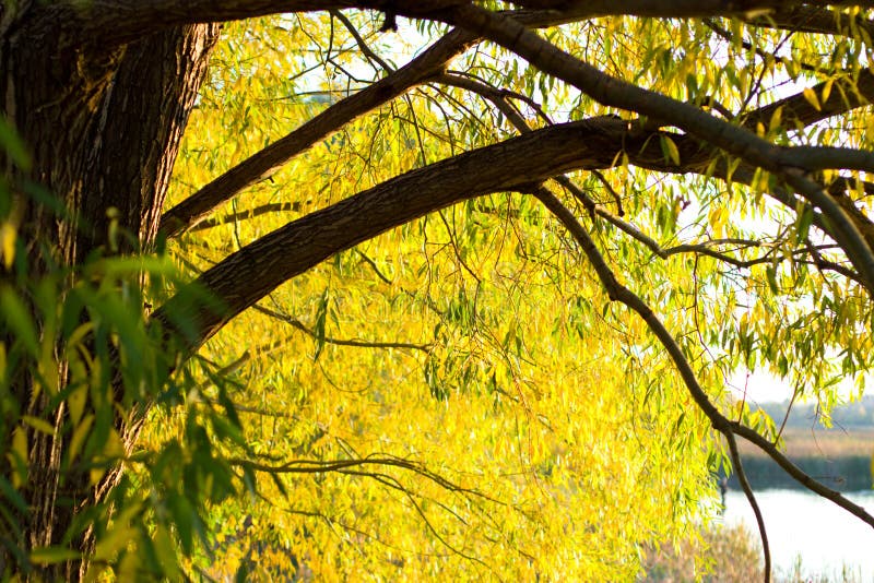 Branches of Willow Tree Above River Stock Photo - Image of fall, rush ...