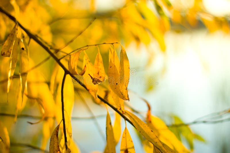 Branches of Willow Tree Above River Stock Image - Image of leaves ...