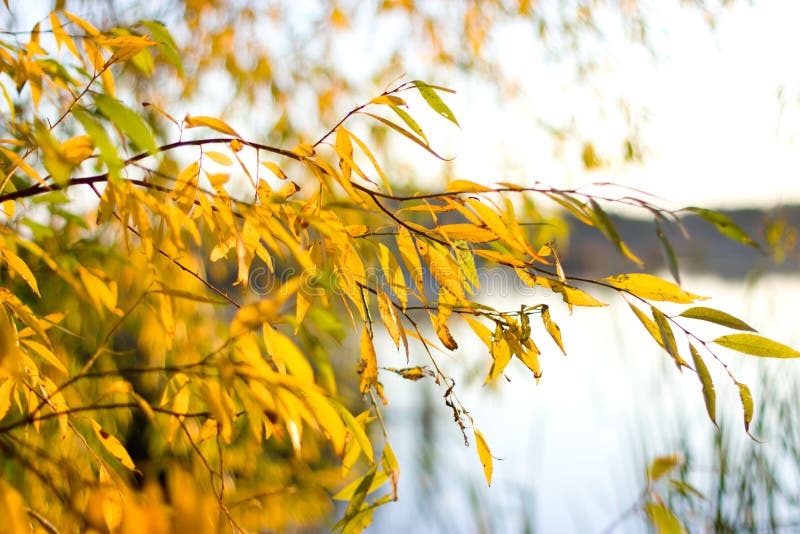 Branches of Willow Tree Above River Stock Photo - Image of leaf, fall ...