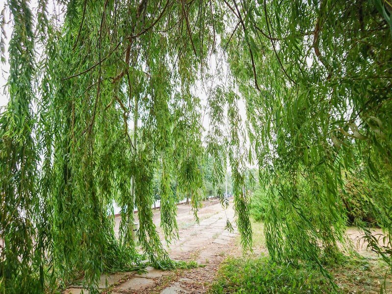The Branches of the Willow Tree Go Down To the Ground. Green Foliage on ...