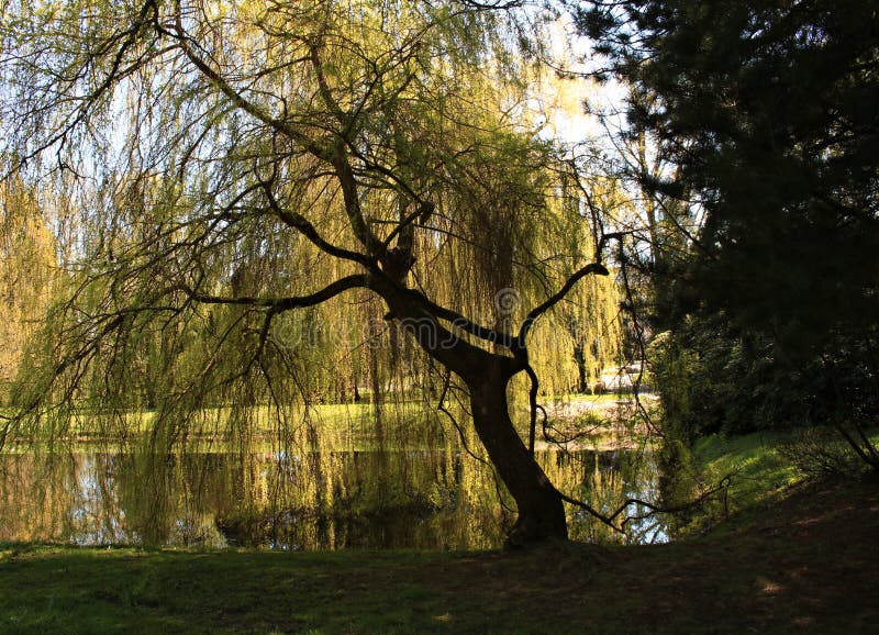 The Branches of a Willow Tree with Young Green Leaves in the Middle of ...