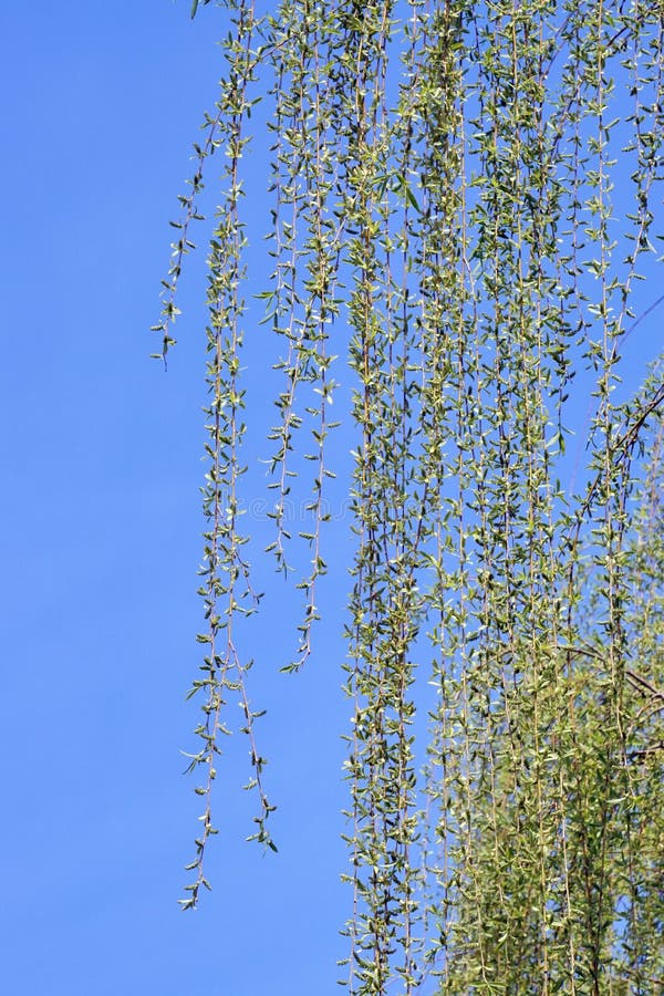 Branches of Willows that Germinate in Spring Stock Image - Image of ...
