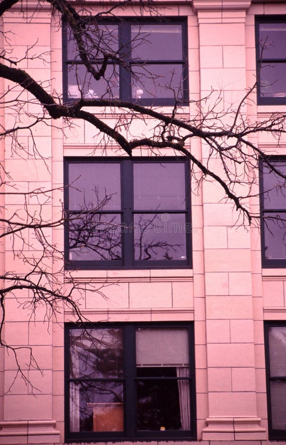 Branches and windows stock photo. Image of windows, leafless - 1772602