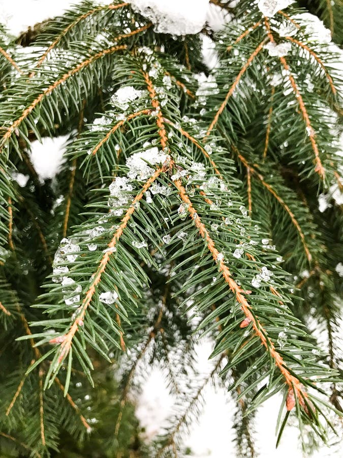 Evergreen Tree with Ice and Snow on Its Branches. Stock Image - Image ...