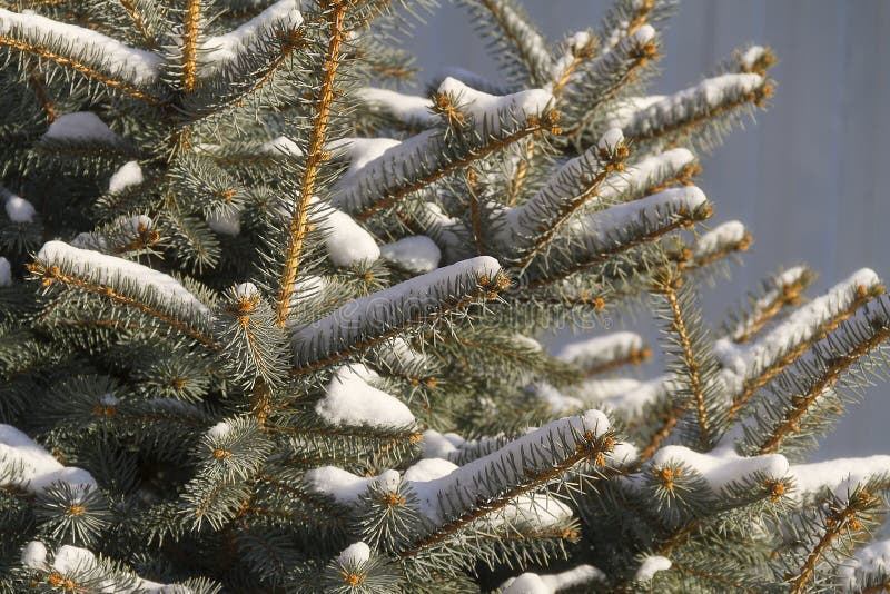 Branches of a Winter Spruce Tree in the Morning Stock Photo - Image of ...