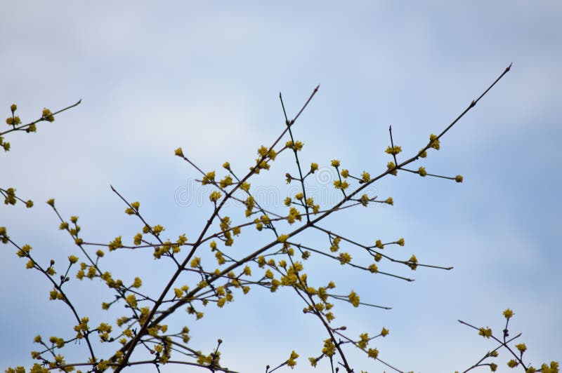 Branches with yellow buds stock photo. Image of clouds - 88546046