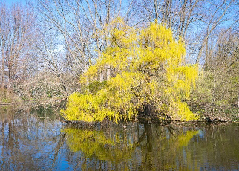 Yellow Colored Willow Tree Along the Water in a Park Stock Image ...