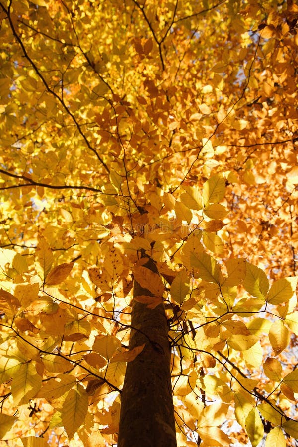 359 American Beech Tree Stock Photos - Free & Royalty-Free Stock Photos ...