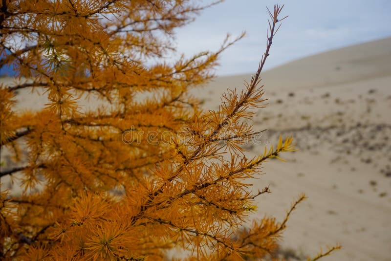 Branches of Yellow Larch in Autumn Stock Photo - Image of pine ...