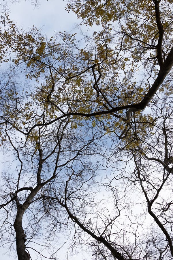 Yellow Leaves and Dry Branches of Trees on the Background of the Sky ...