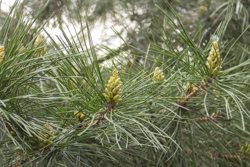 Branches of Yellow Pine with Cones. Conifer, Pine Needles, Buds and ...