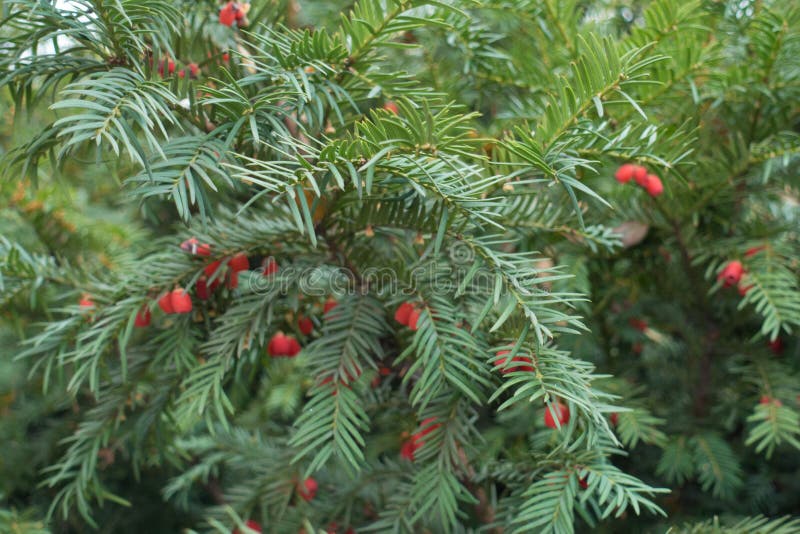 Branches of Yew with Red Seed Cones Stock Photo - Image of foliage ...