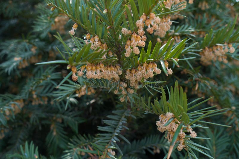 Green male cones of yew stock photo. Image of nature - 106452790