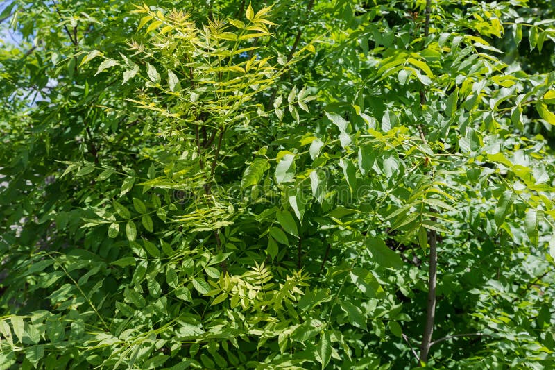 Branches of the Young Ash Trees in Sunny Morning Stock Image - Image of ...