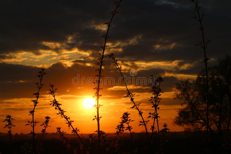 Box Elder Maple or Acer Negundo Flower in Spring Stock Photo - Image of ...
