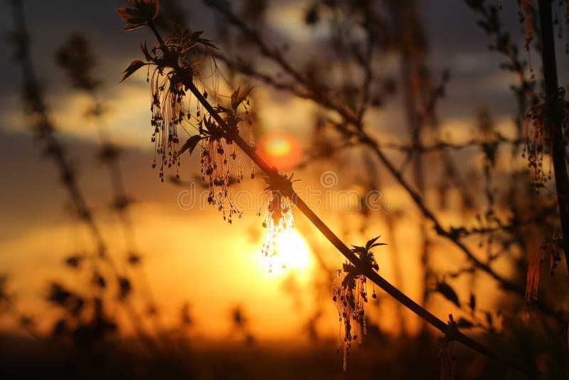 Box Elder Maple or Acer Negundo Flower in Spring Stock Photo - Image of ...