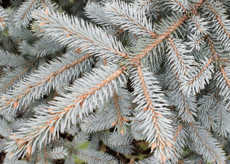 Branches of a Young Fur-tree Stock Photo - Image of young, vegetative ...