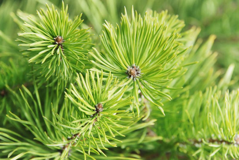 Branches of Young Fur-trees Stock Image - Image of woods, forest: 12273683