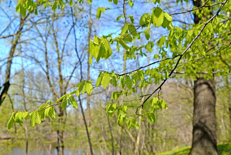 111 Grab Branches Stock Photos - Free & Royalty-Free Stock Photos from ...