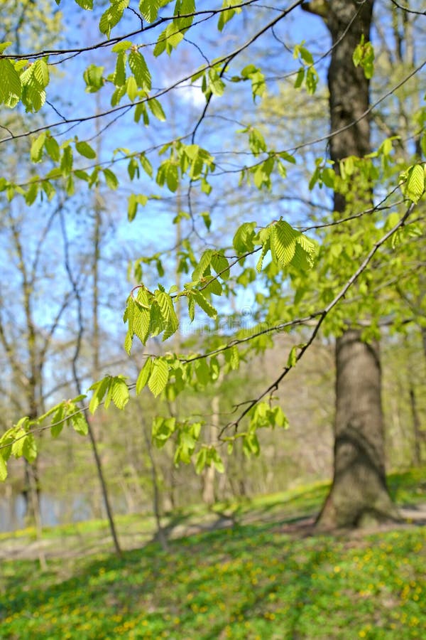 Branches with Young Leaves of Grab Common Carpinus Betulus L. Stock ...
