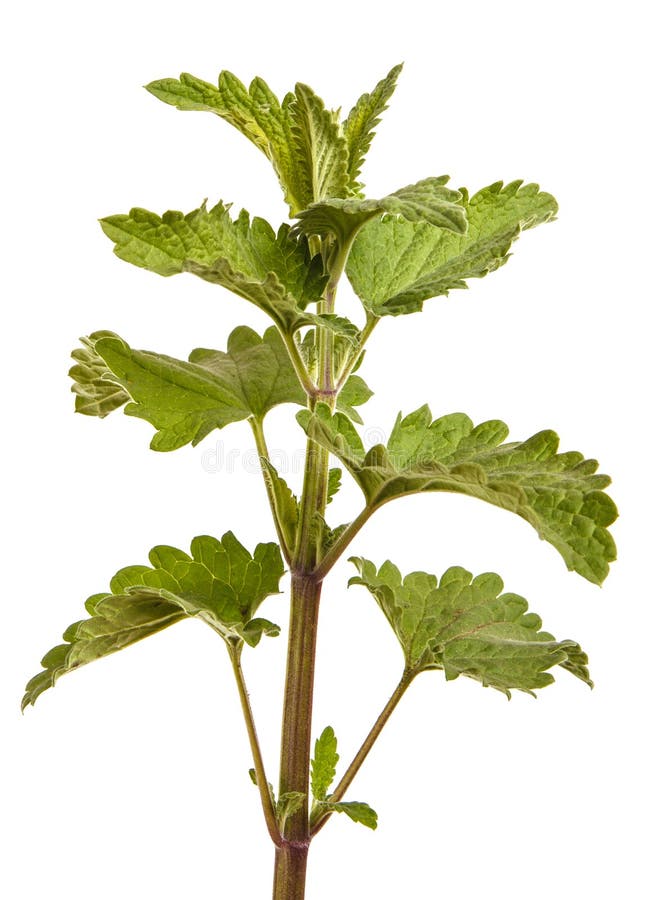 Branches of a Young Mint with Green Leaves. Isolated on White Stock ...