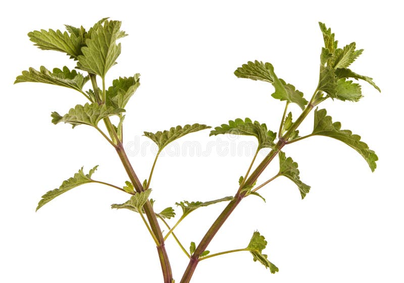Branches of a Young Mint with Green Leaves. Isolated on White Stock ...