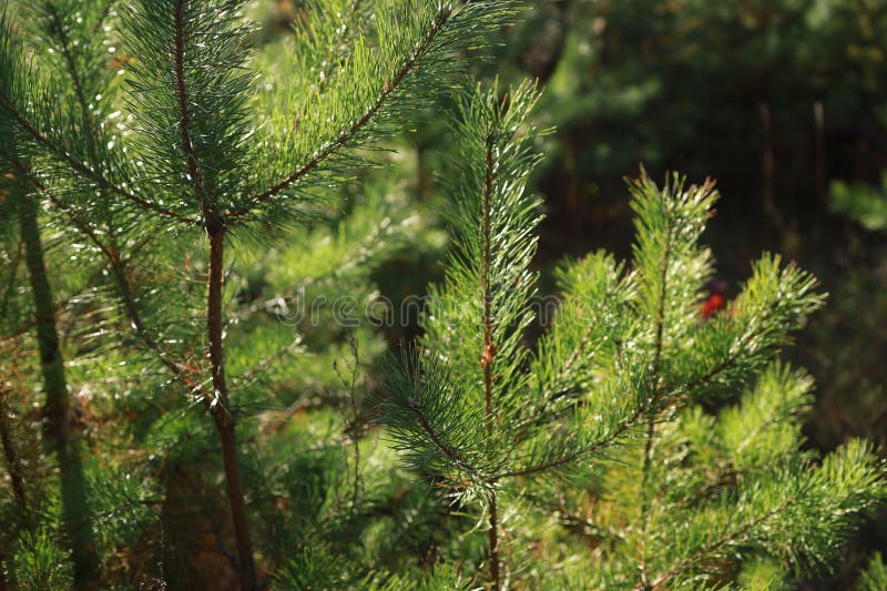 Branches of Young Pine Trees Lit by Sunlight Stock Photo - Image of ...