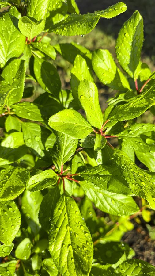 Branches of Young Plum with Green Leaves. Summer Garden Plot Fruit ...