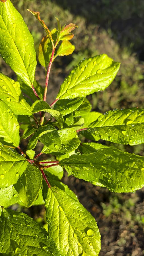 Branches of Young Plum with Green Leaves. Summer Garden Plot Fruit ...
