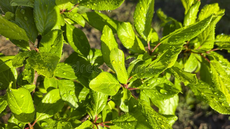 Branches of Young Plum with Green Leaves. Summer Garden Plot Fruit ...