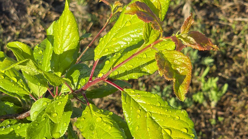 Branches of Young Plum with Green Leaves. Summer Garden Plot Fruit ...