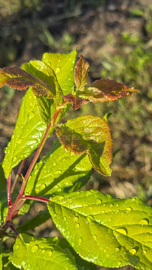 Branches of Young Plum with Green Leaves. Summer Garden Plot Fruit ...